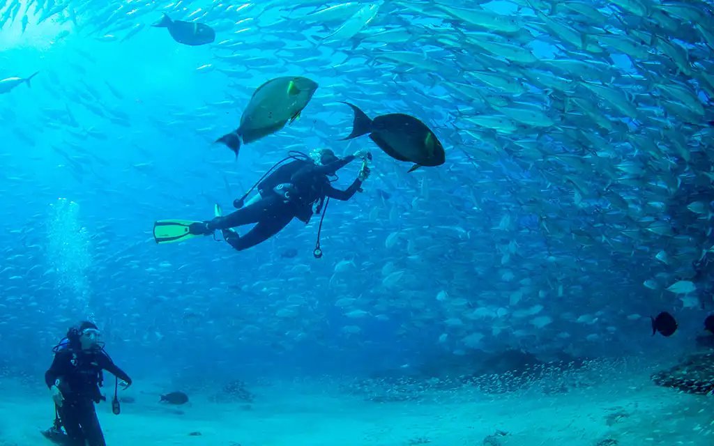 Buceo en Cabo Pulmo | CalypsoTrip